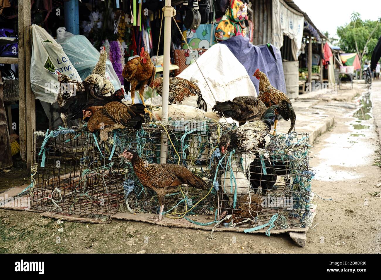 Chicken cages hi-res stock photography and images - Alamy