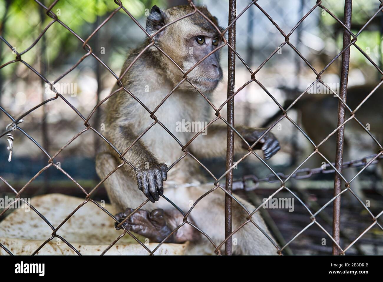 Monkey Jumpy, captive, chained and caged jumpsuit Stock Photo - Alamy