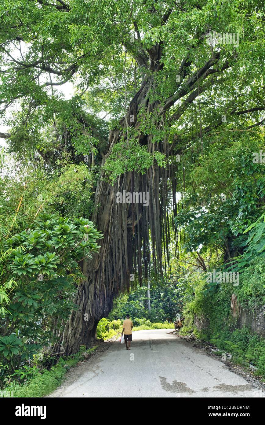 Man Carrying Palm Tree Leaf High Resolution Stock Photography and ...