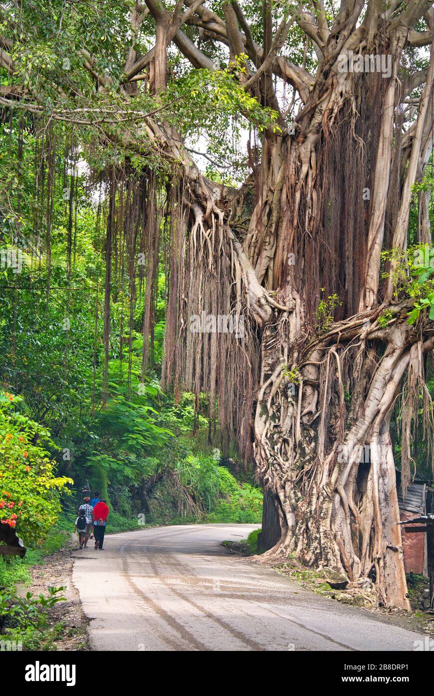 A family on his back walking under huge ancient trees with lianas ...