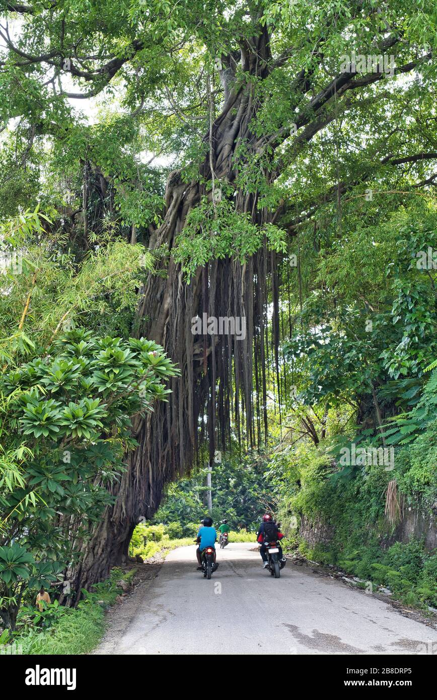 Three bikers driving below huge centennial trees with lianas. Baucau ...