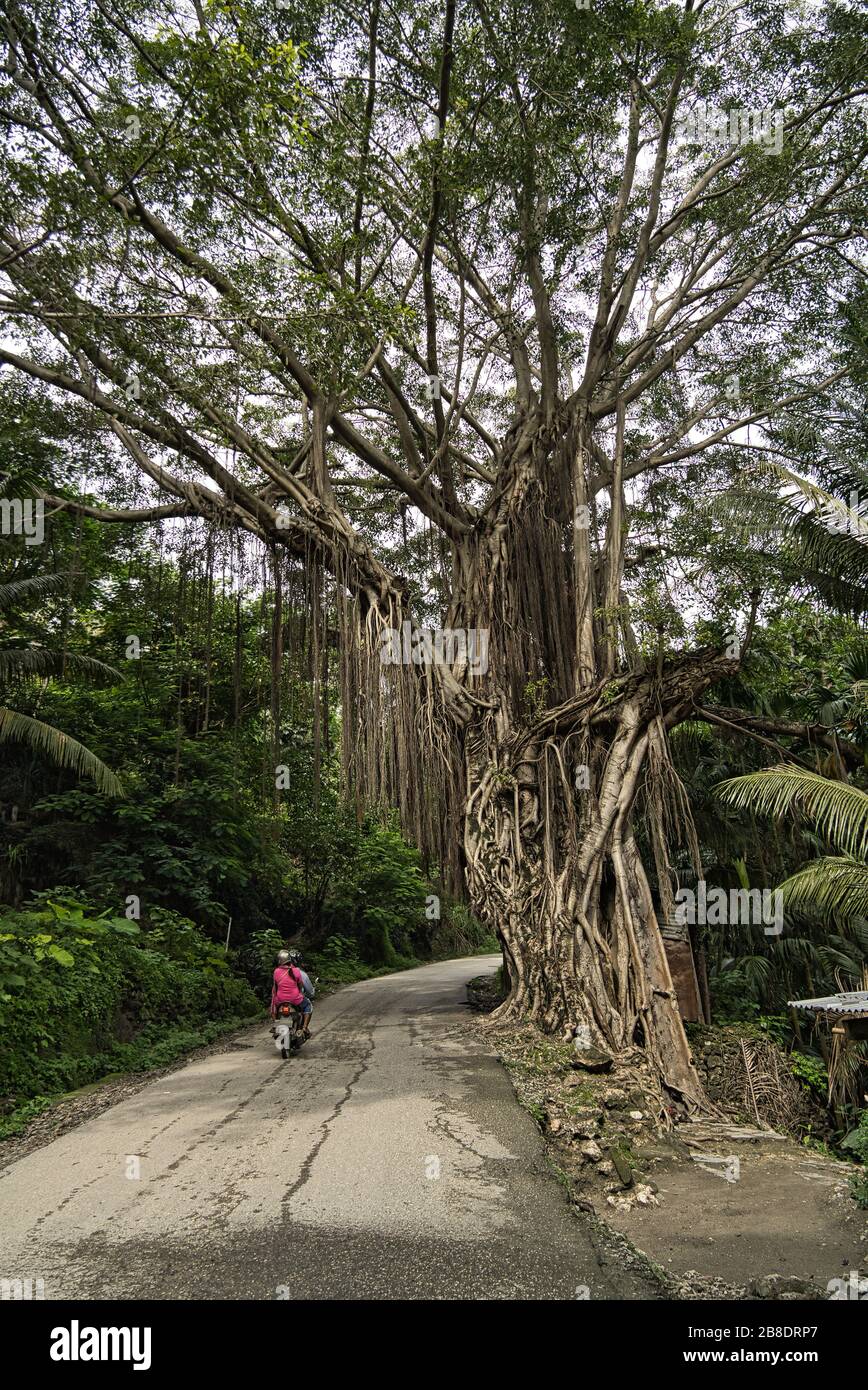 A couple drivig a bike below huge centennial trees with lianas. Baucau ...