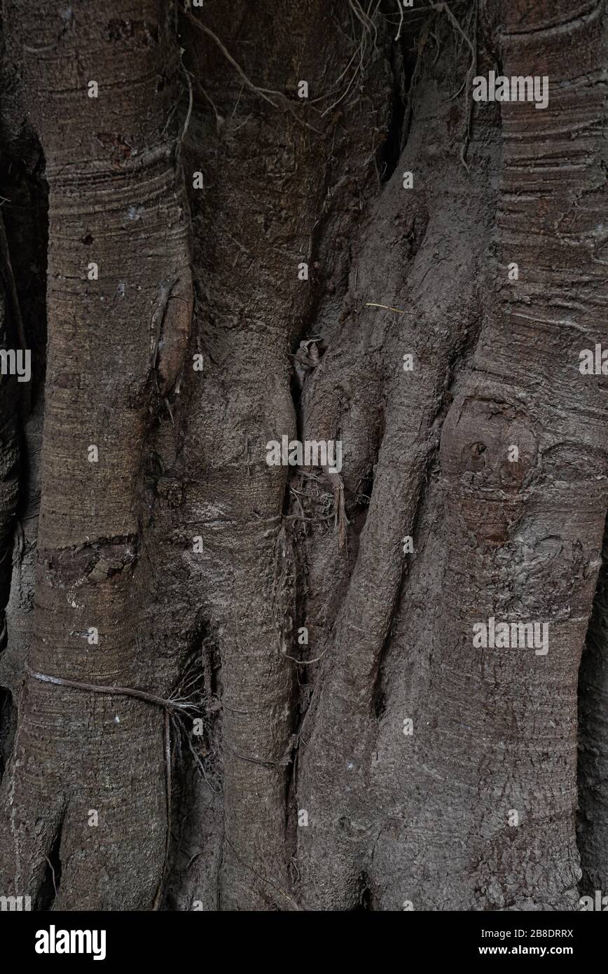 Close-up of the outer roots of a centennial tree in the jungle Stock ...