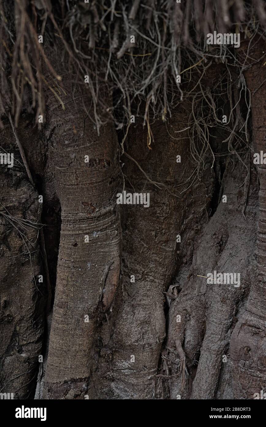 Close-up of the outer roots of a centennial tree in the jungle Stock ...