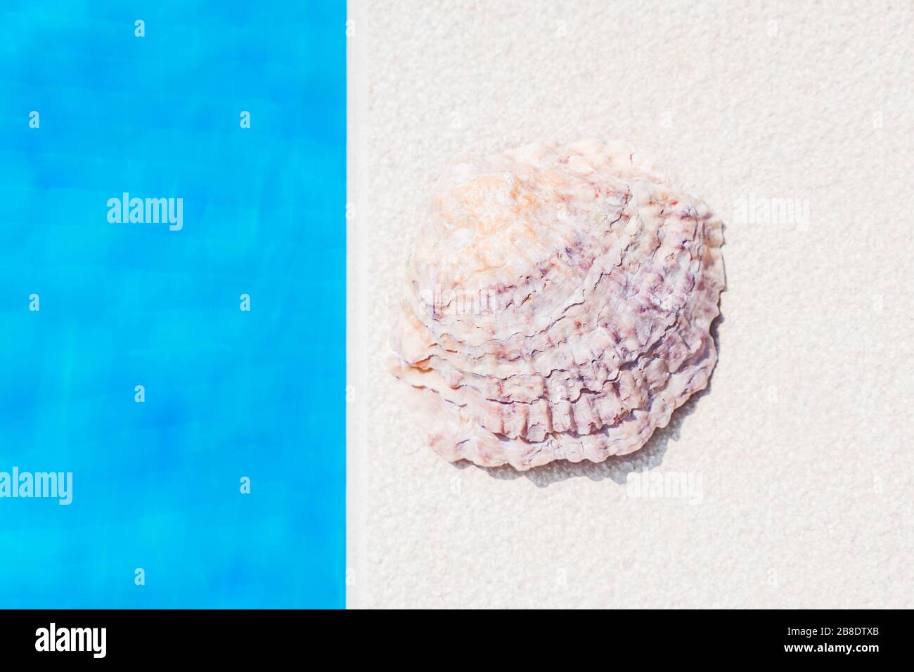 White big seashell on a white textured background next to a blue water ...