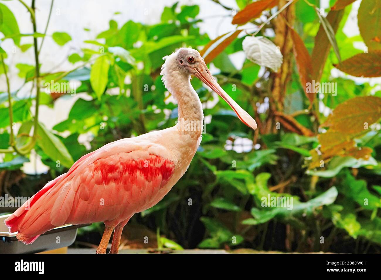 A pink roseate spoonbill bird Stock Photo - Alamy