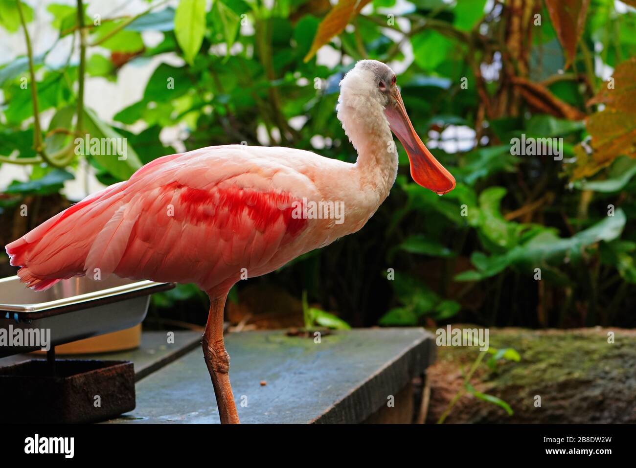 A pink roseate spoonbill bird Stock Photo - Alamy