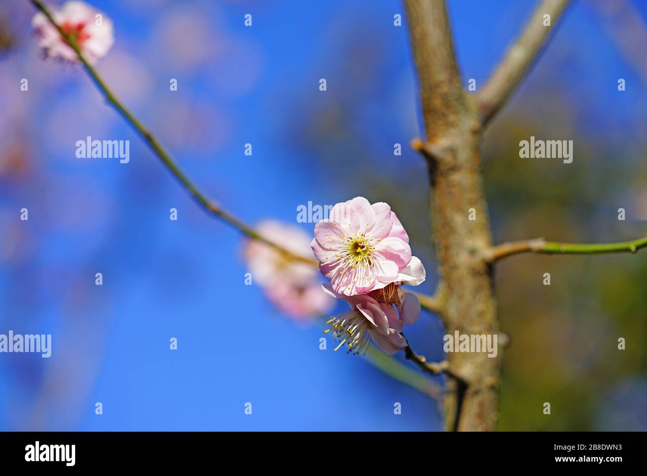Pink flower blooms of the Japanese ume apricot tree, prunus mume Stock ...