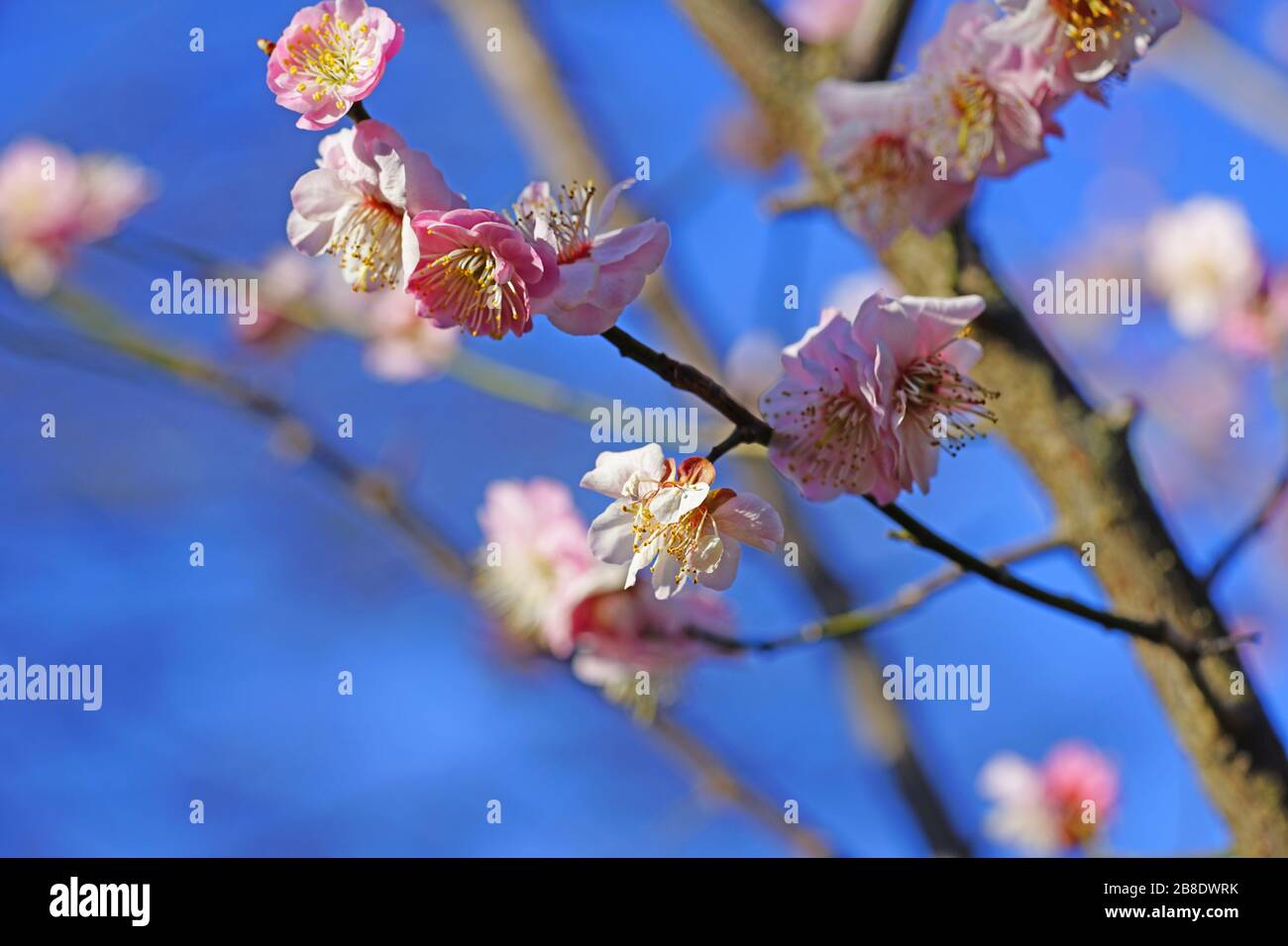 Pink flower blooms of the Japanese ume apricot tree, prunus mume Stock ...