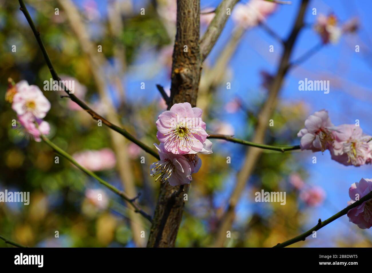 Pink flower blooms of the Japanese ume apricot tree, prunus mume Stock ...