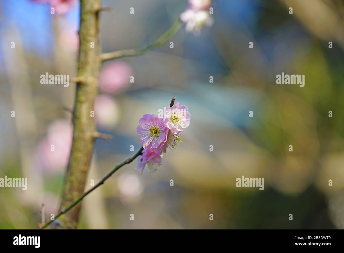 Pink flower blooms of the Japanese ume apricot tree, prunus mume Stock ...