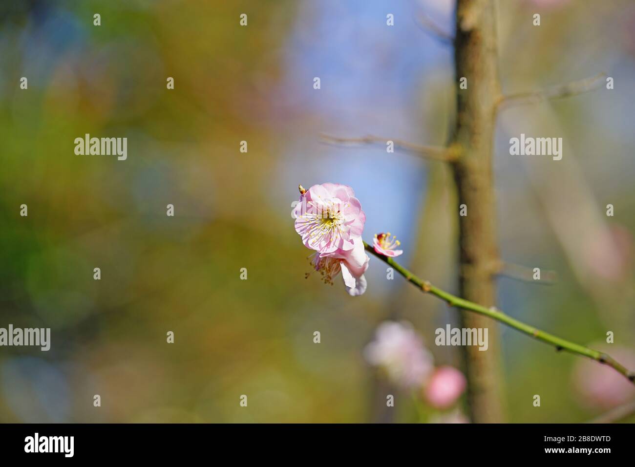 Pink flower blooms of the Japanese ume apricot tree, prunus mume Stock ...