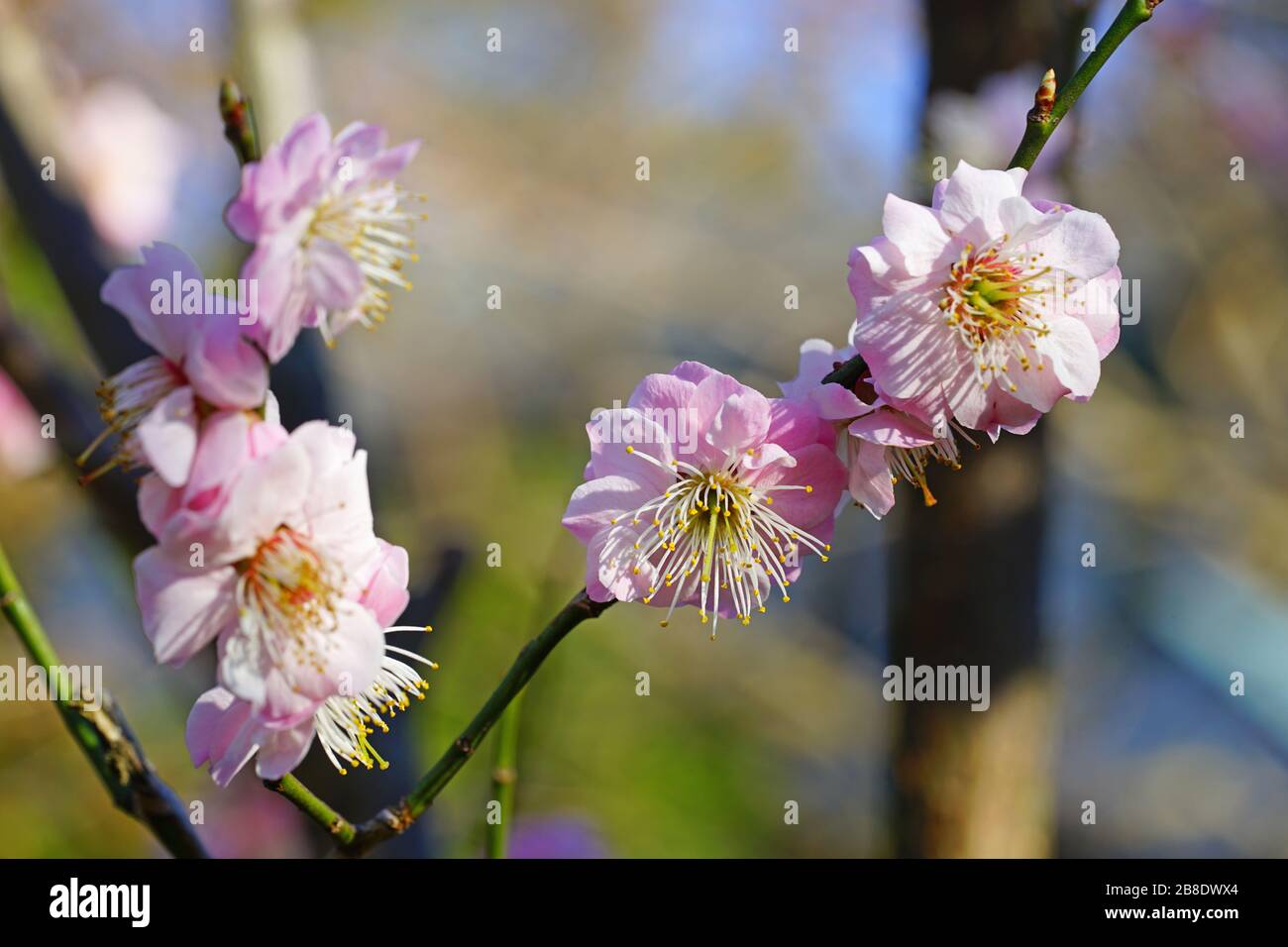 Pink flower blooms of the Japanese ume apricot tree, prunus mume Stock ...