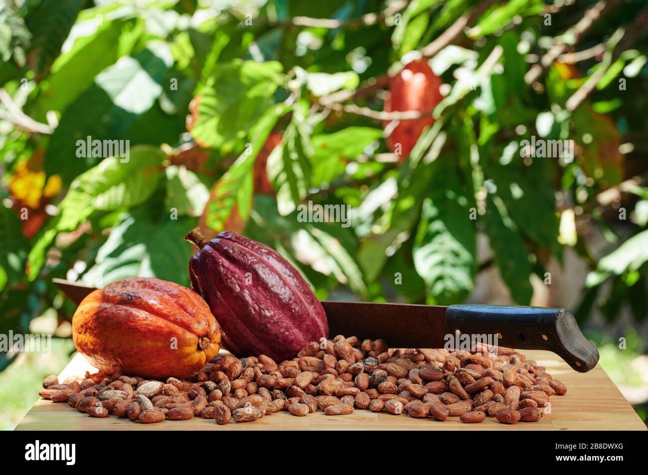 Cacao harvesting in farm theme. Colorful cocoa plant background Stock ...