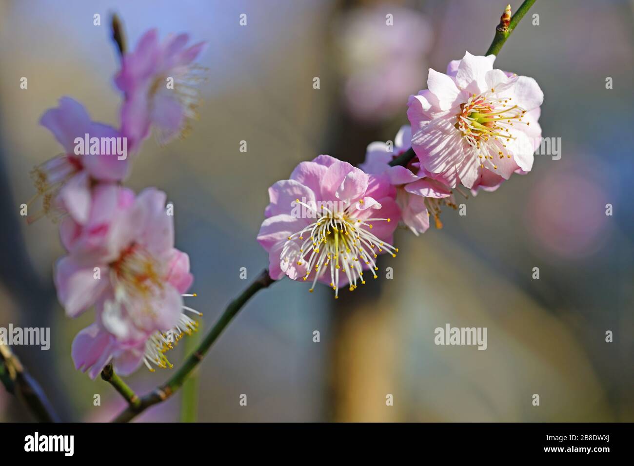 Pink flower blooms of the Japanese ume apricot tree, prunus mume Stock ...