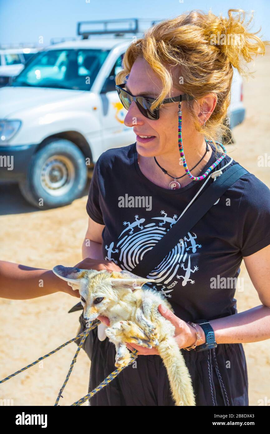 Fennec fox desert hi-res stock photography and images - Alamy