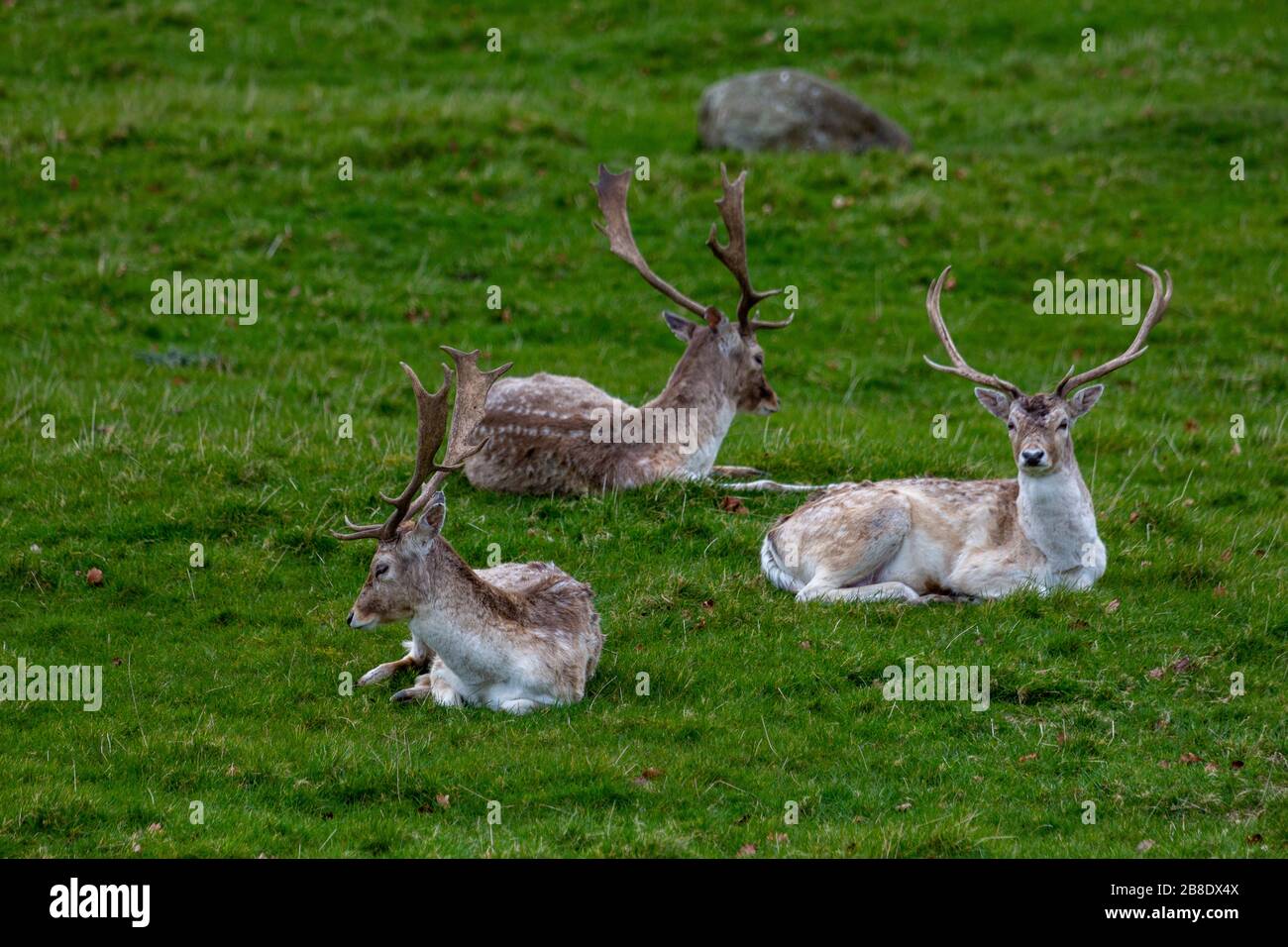 Milnthorpe, Cumbria, United Kingdom. Fallow Deer in Dallam Tower Deer ...