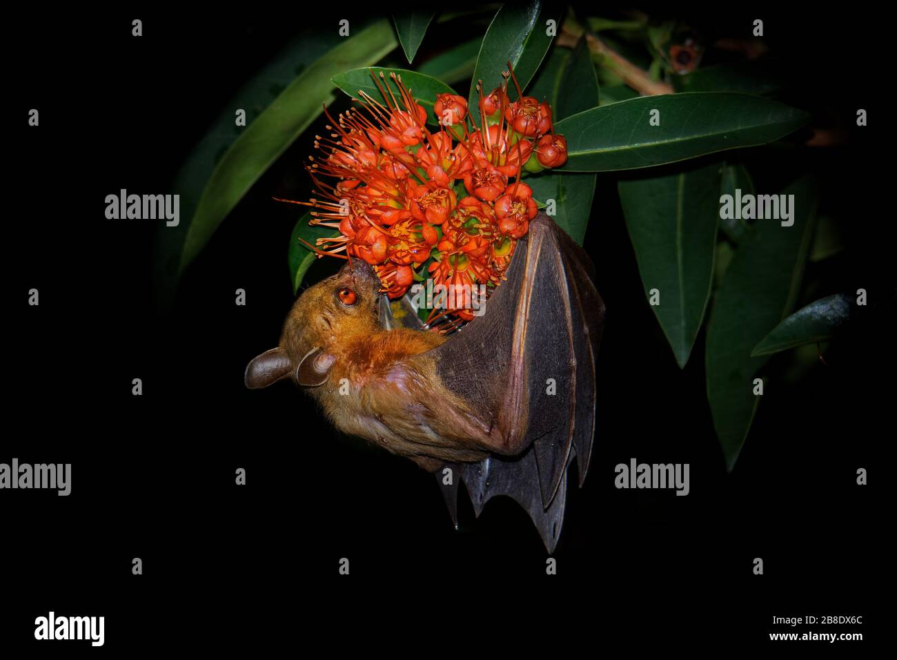 Blossom bat hi-res stock photography and images - Alamy