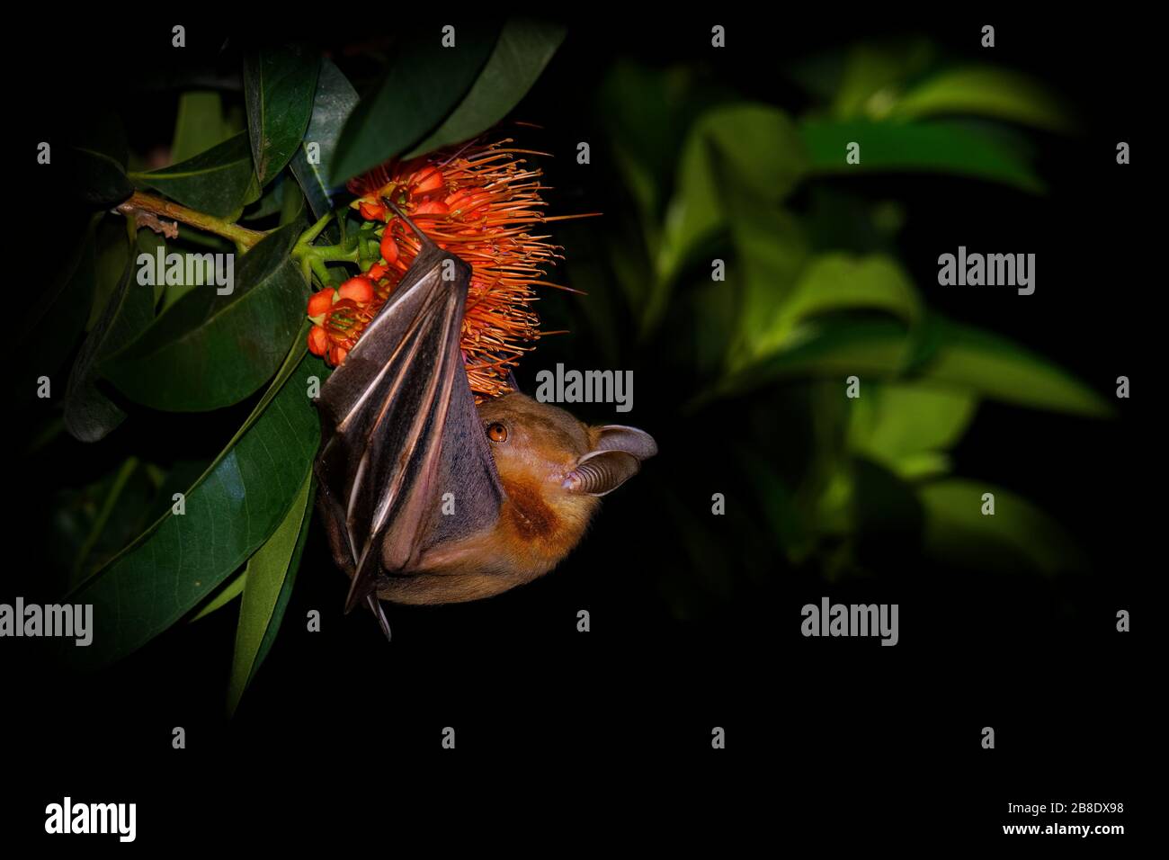 Lesser Short-nosed Fruit Bat - Cynopterus brachyotis species of megabat ...