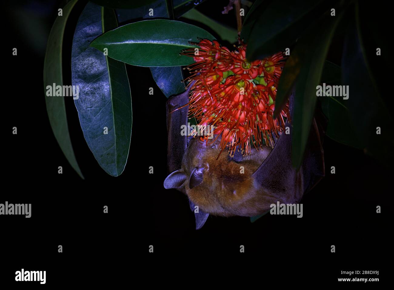 Flying fox bat flower hi-res stock photography and images - Alamy