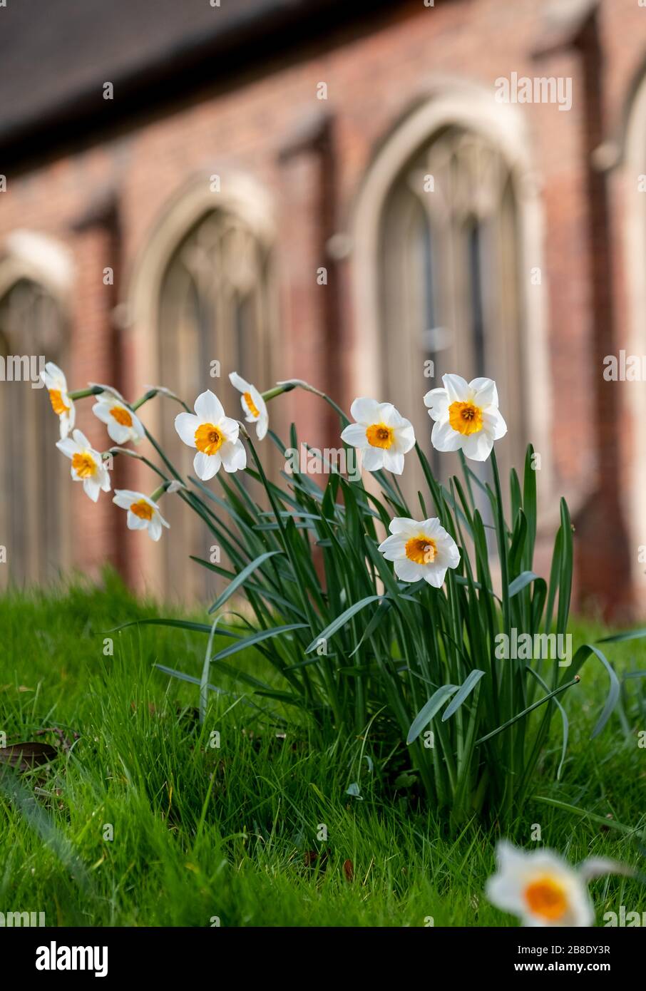 Daffodils growing in the grass bank outside St Peter's Church ...