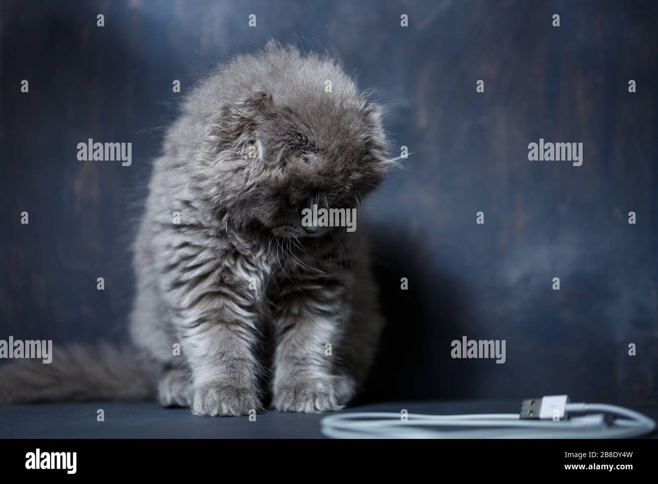 little british fold kitten plays with a cable to charge the phone Stock ...