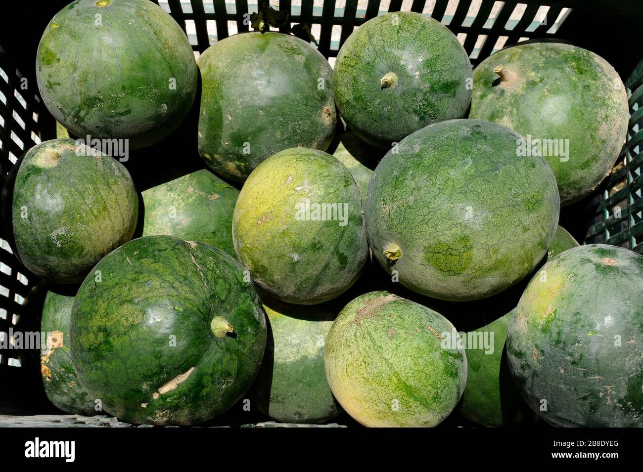 Big watermelons hi-res stock photography and images - Alamy