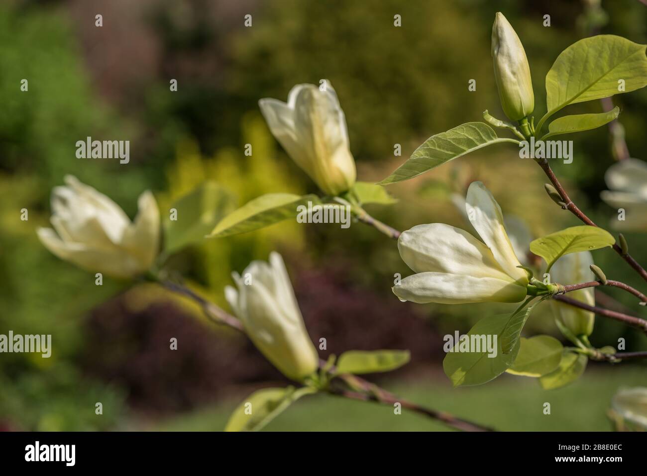 Yellow magnolia flower hi-res stock photography and images - Alamy