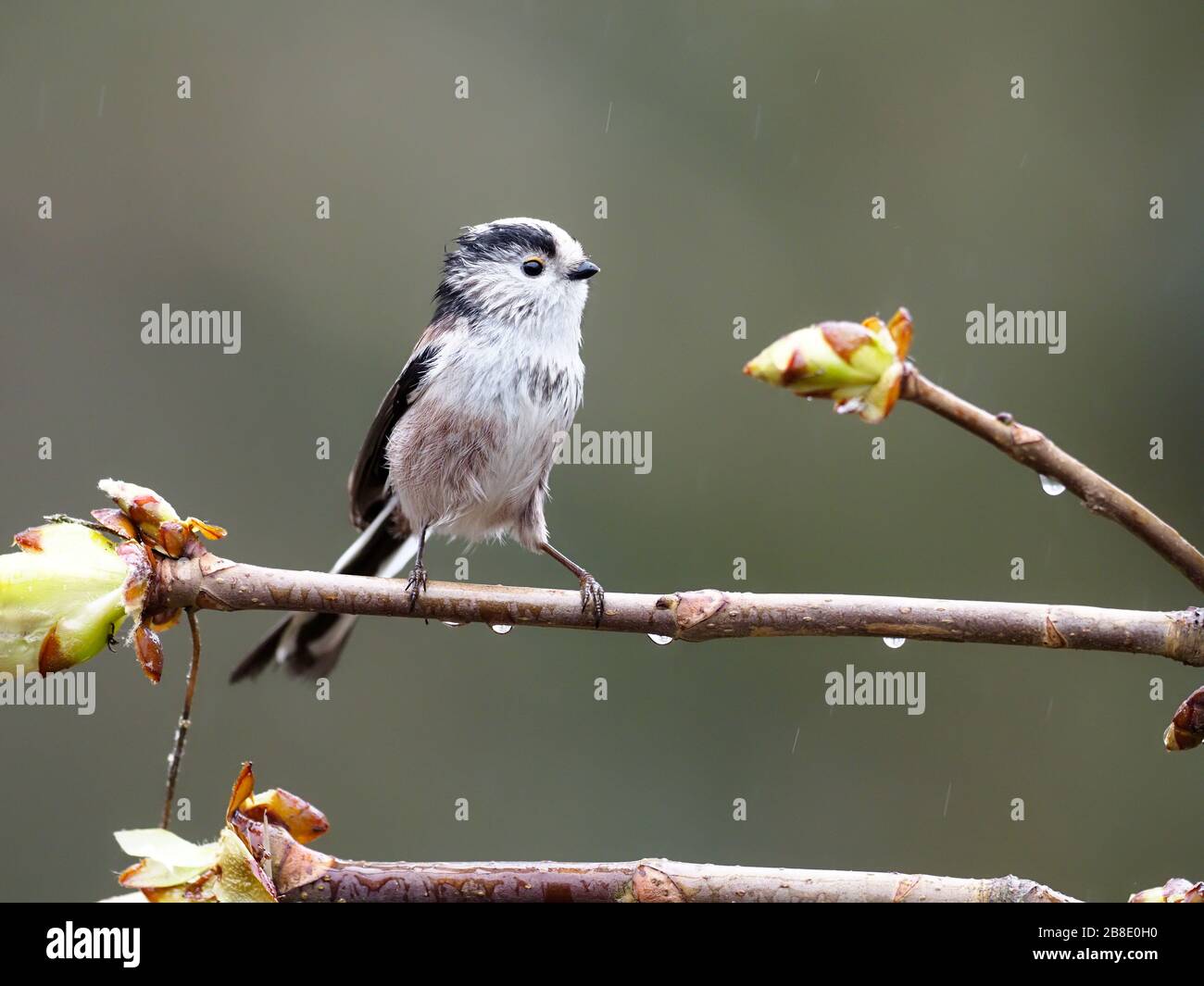 Long-tailed tit, Aegithalos caudatus, single bird on branch in rain ...