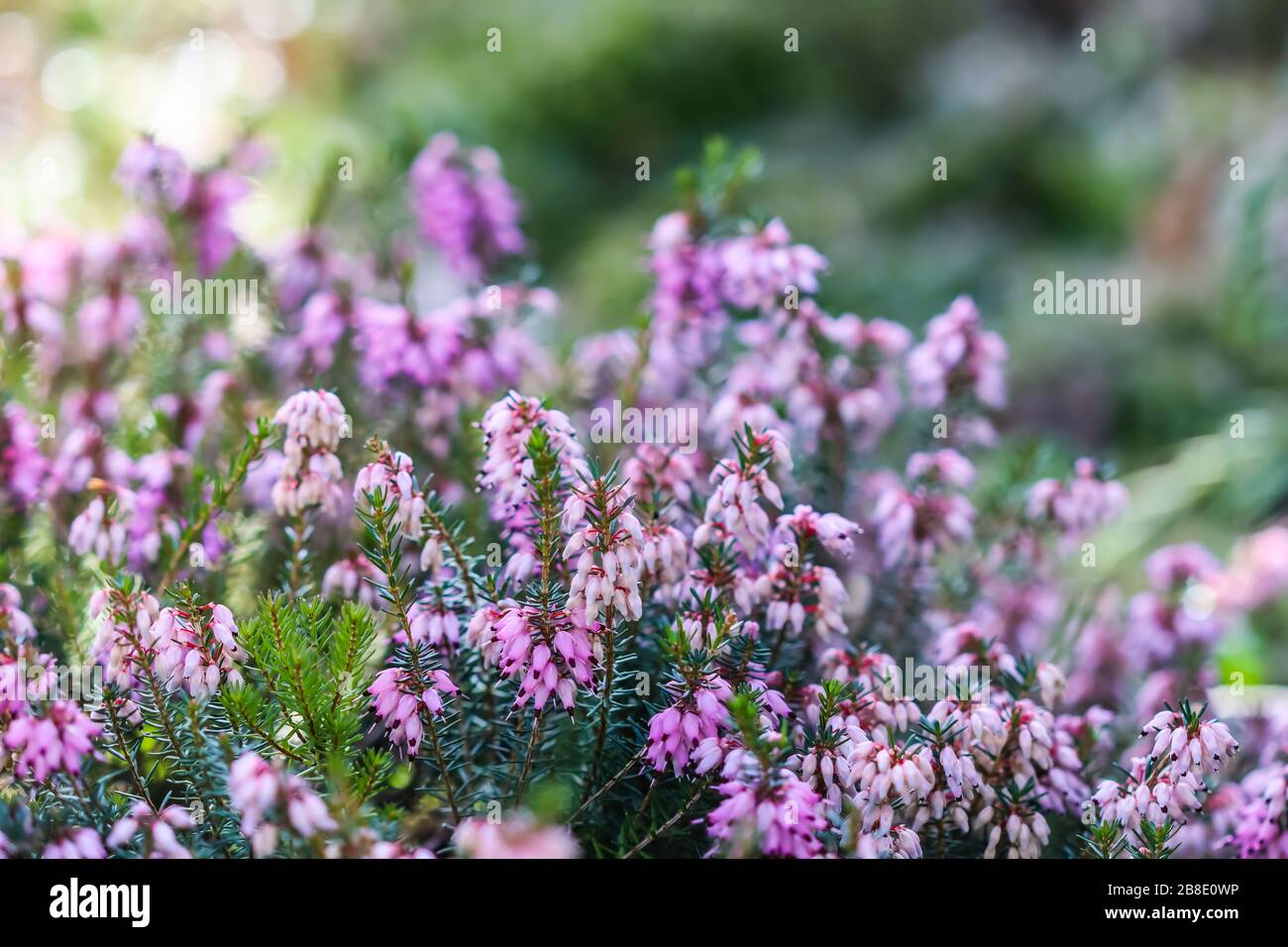 Pink Erica carnea flowers (winter Heath) in the garden in early spring ...