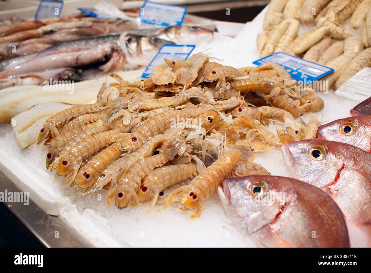 Mantis fish hi-res stock photography and images - Alamy