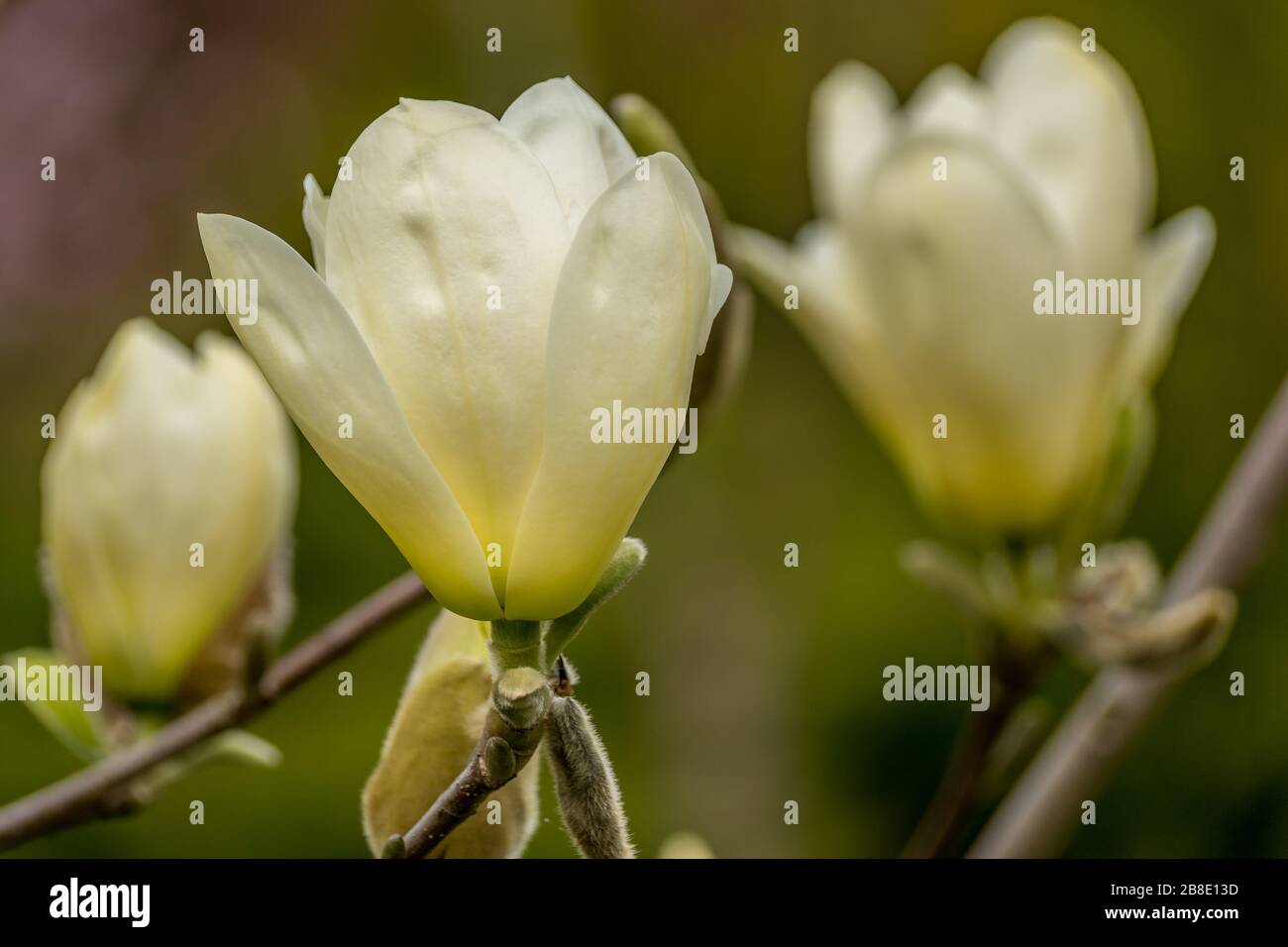 Magnolia elizabeth hi-res stock photography and images - Alamy
