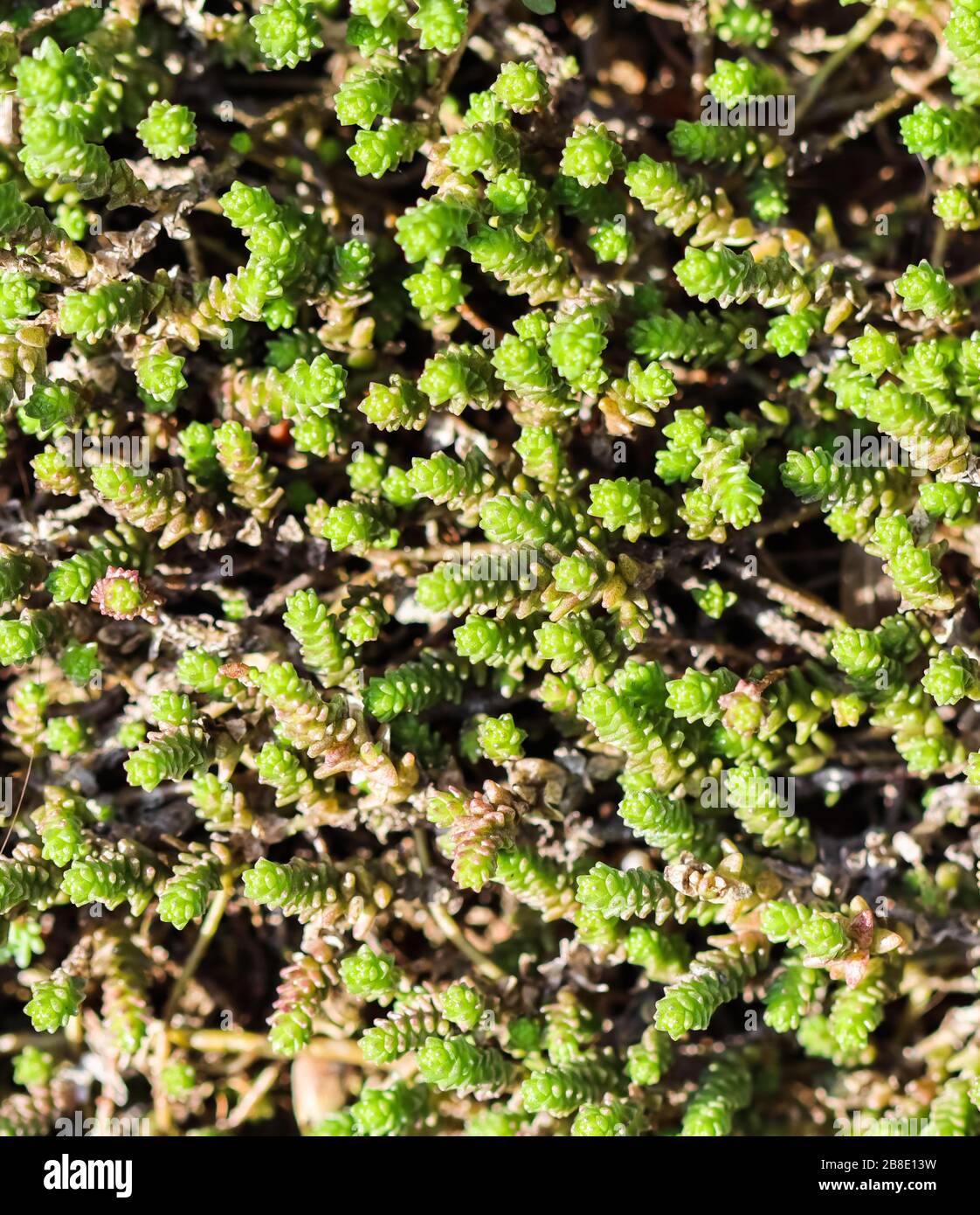 Green background with small sedum succulents in the garden. Nature ...