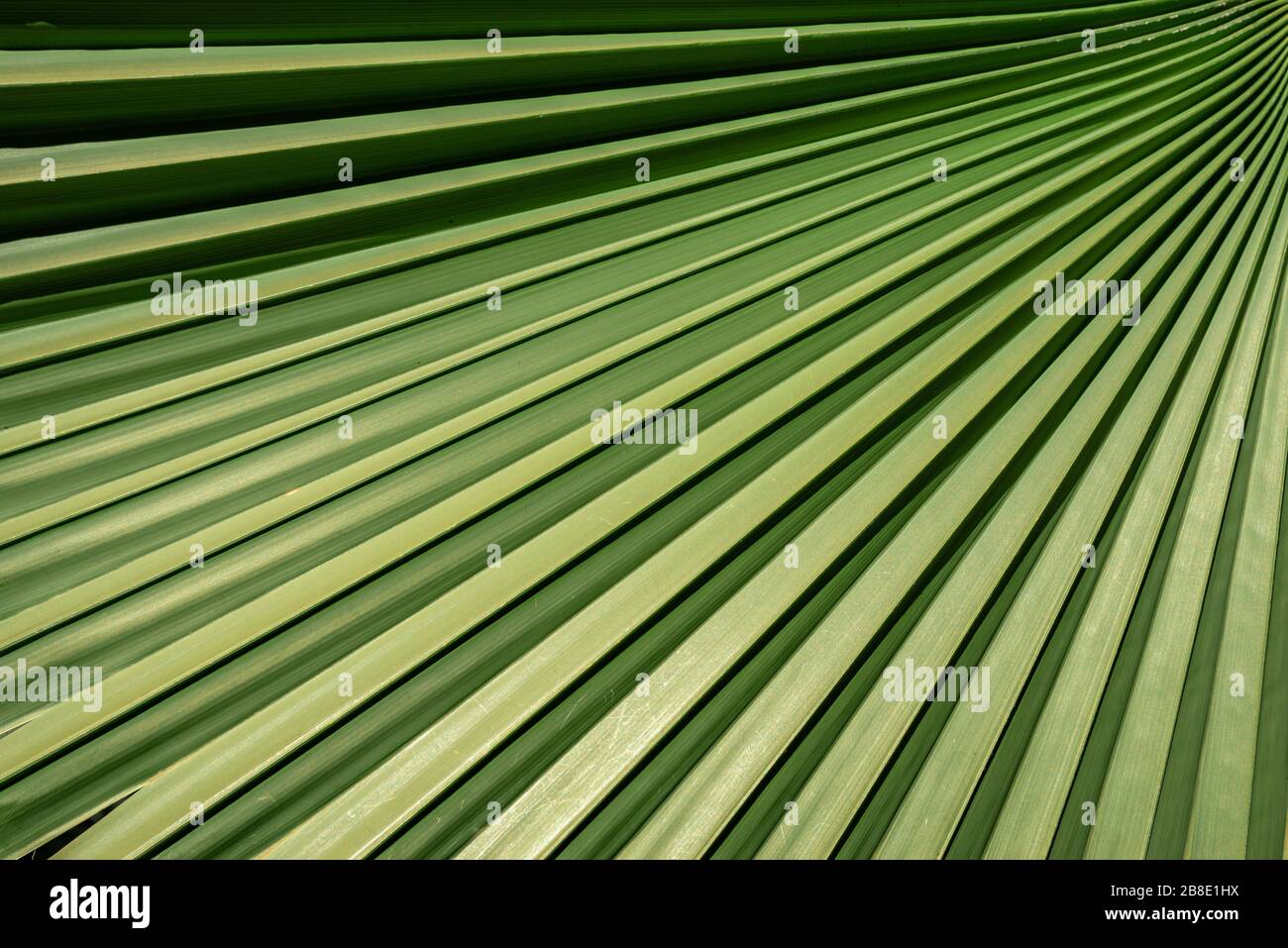 Palm Tree Leaf Pleated Texture Background Pattern with high contrast ...