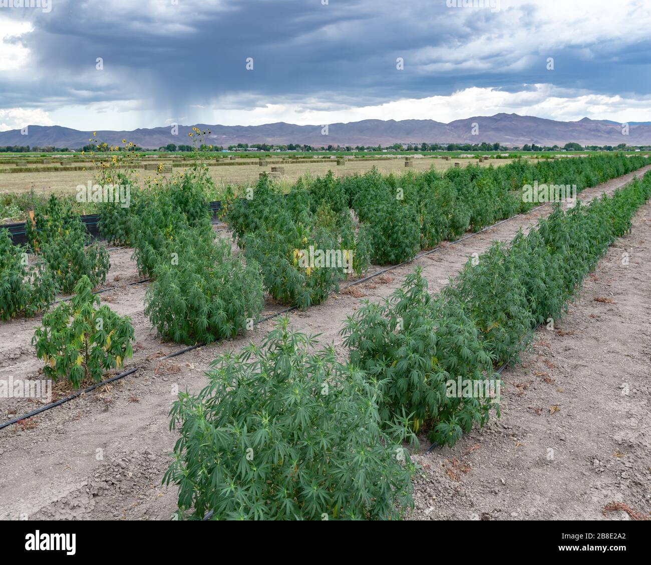 Cannabis grow farms hi-res stock photography and images - Alamy