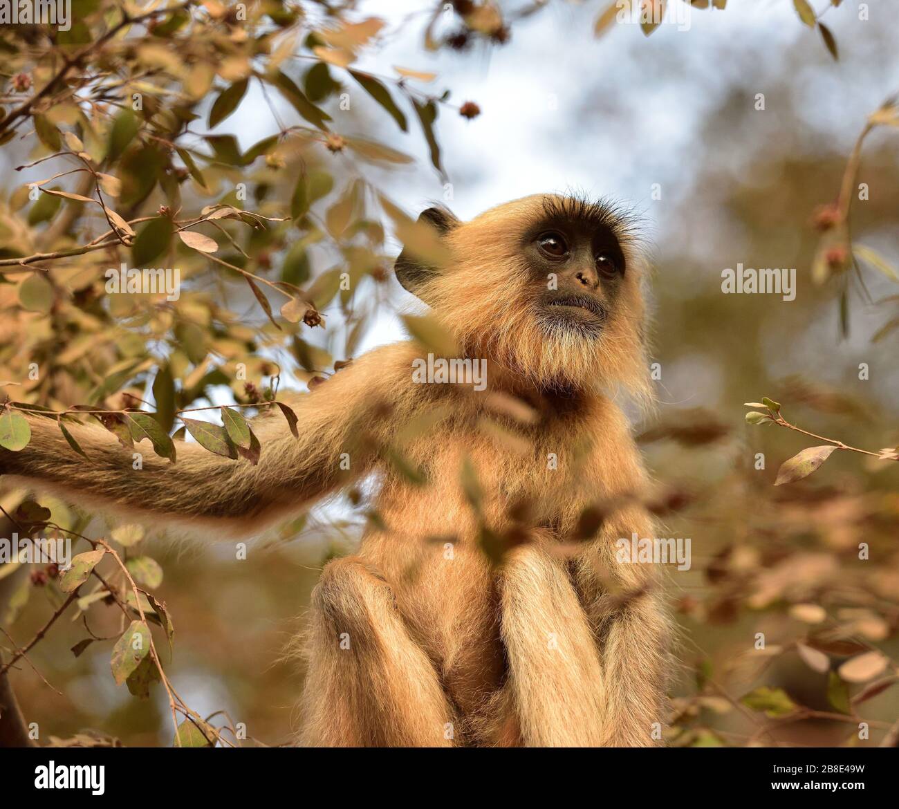 Tiger Tailed Monkey sat in the trees Stock Photo - Alamy