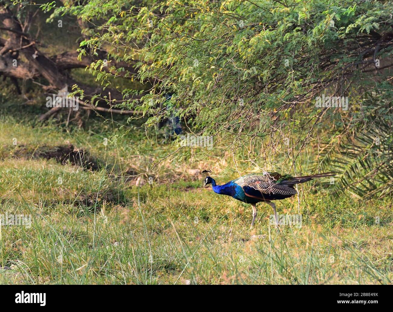 Peacock searching for food in the forest Stock Photo - Alamy