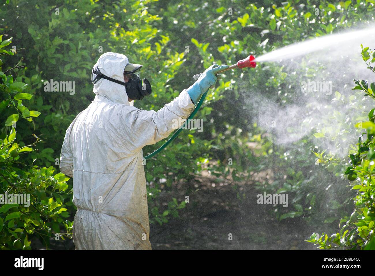 Spray Pesticides Pesticide On Fruit Lemon In Growing Agricultural