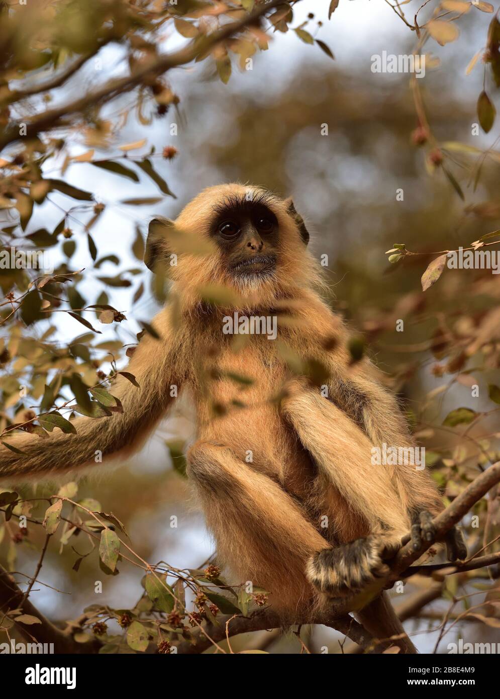 Tiger Tailed Monkey sat in the trees Stock Photo - Alamy
