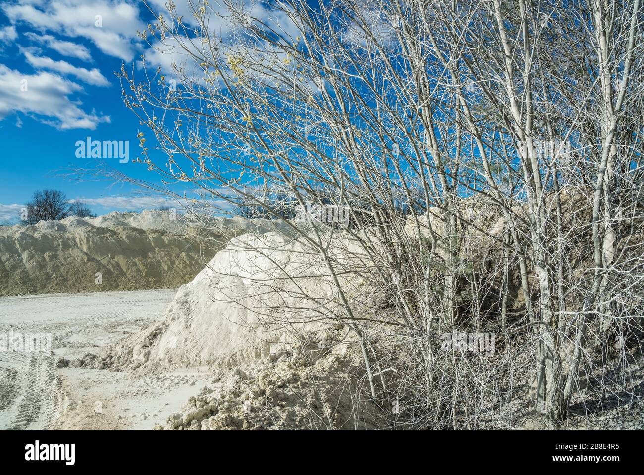 White birch trees agricultural hi-res stock photography and images - Alamy