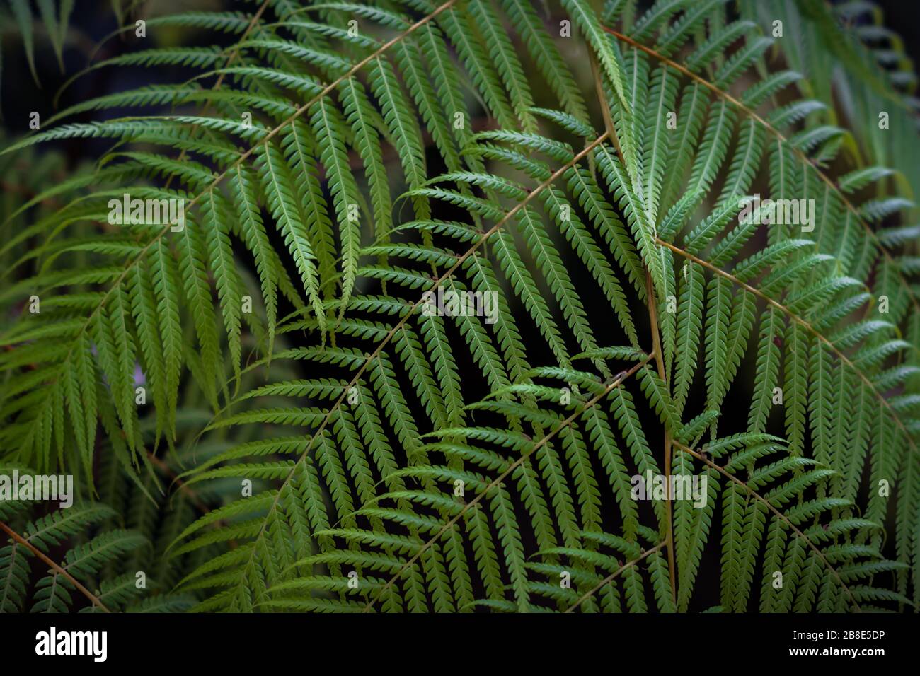 exotic fern closeup background Stock Photo - Alamy