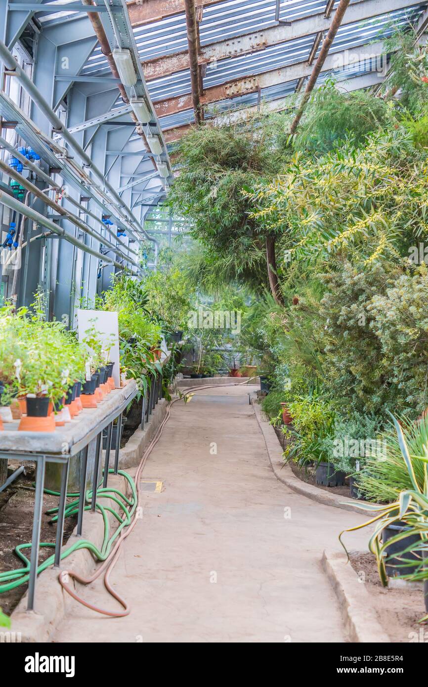 Defferent tropical plants ingreenhouse of the Moscow Botanical Garden ...