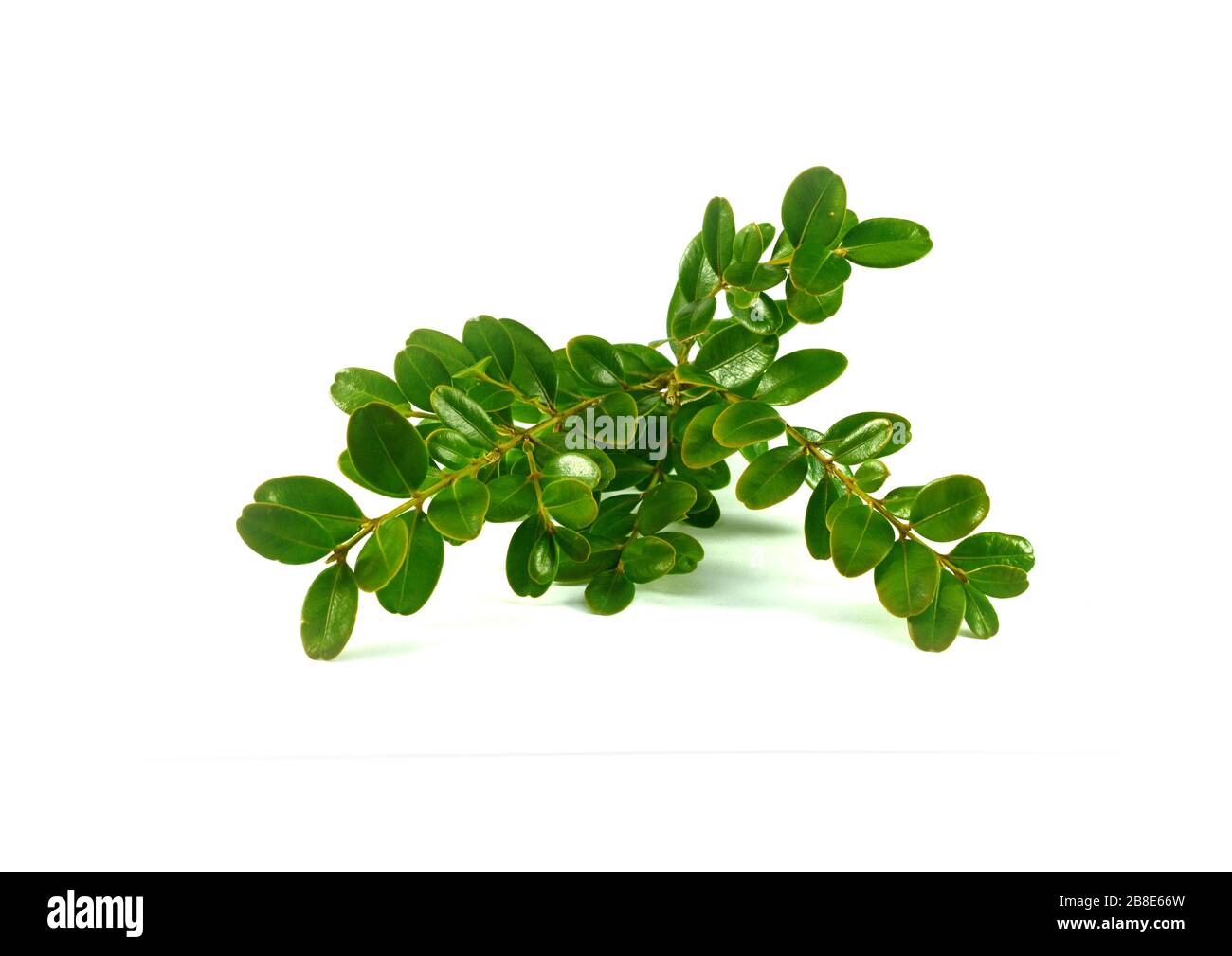 Boxwood branch on a white background isolated Stock Photo - Alamy