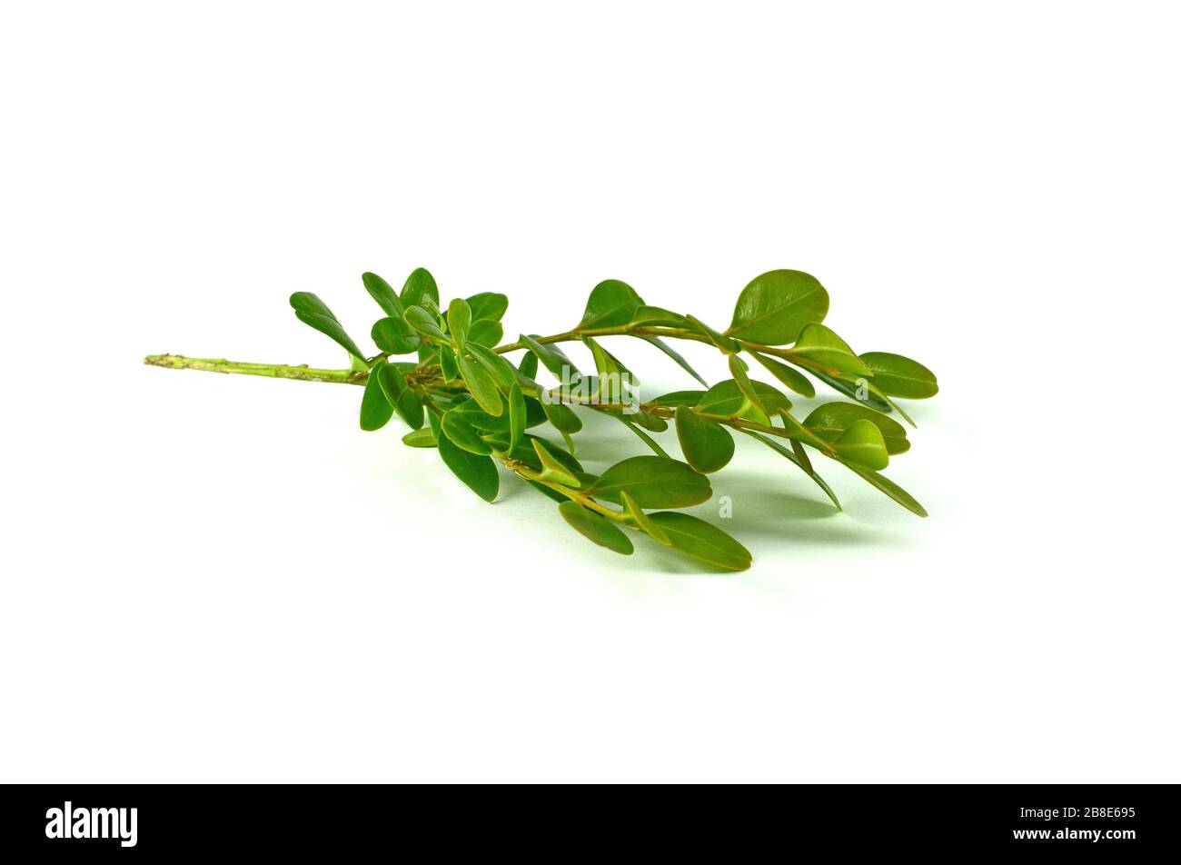 Boxwood branch on a white background isolated Stock Photo - Alamy