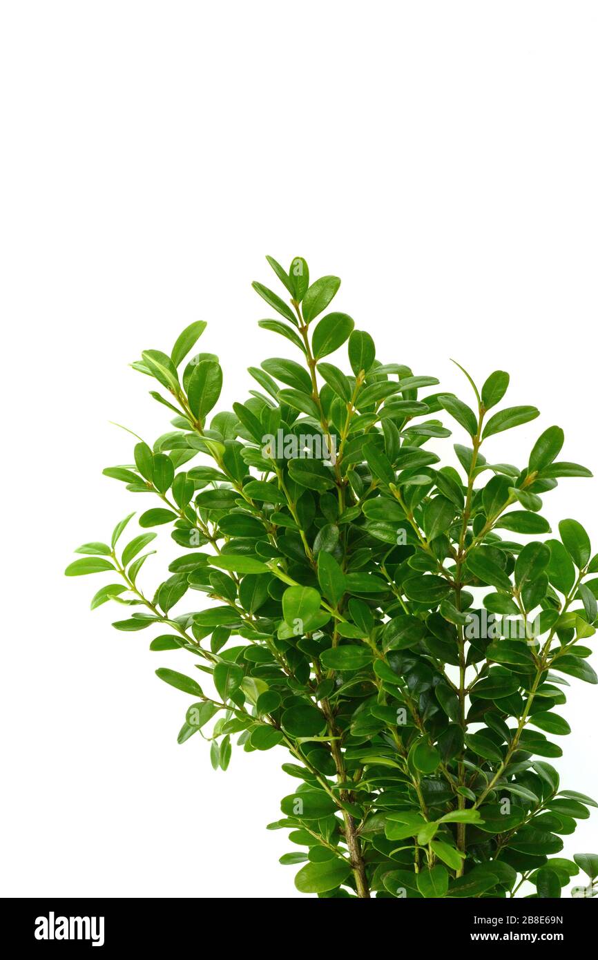 Boxwood branch on a white background isolated Stock Photo - Alamy