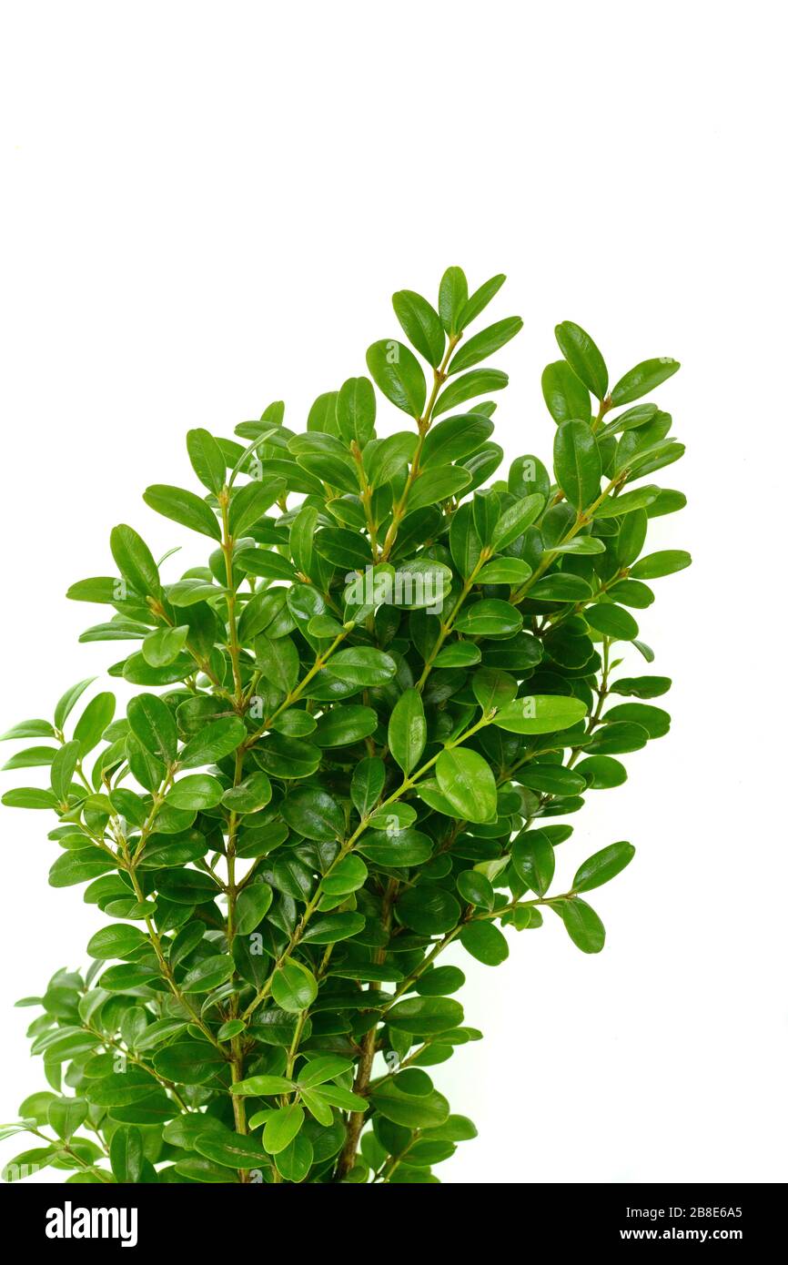 Boxwood branch on a white background isolated Stock Photo - Alamy