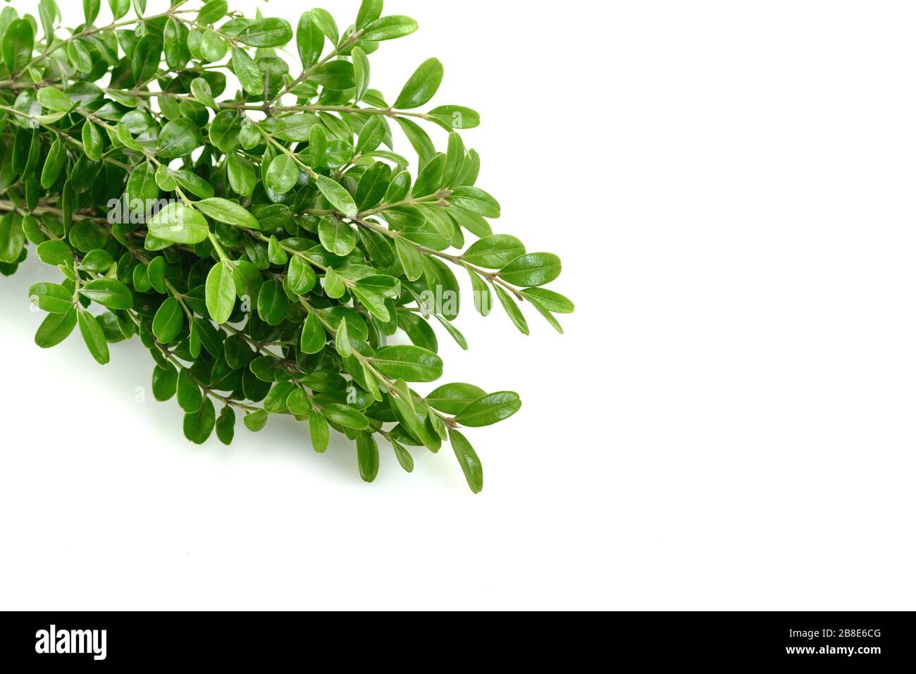 Boxwood branch on a white background isolated Stock Photo - Alamy