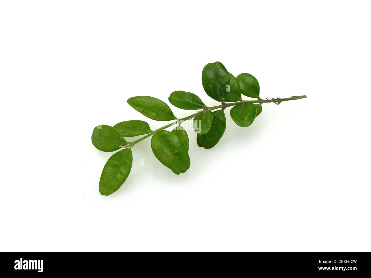 Boxwood branch on a white background isolated Stock Photo - Alamy