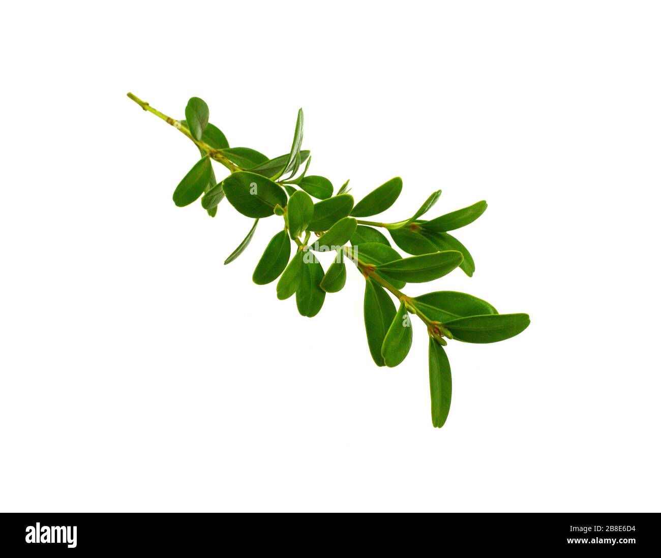 Boxwood branch on a white background isolated Stock Photo - Alamy