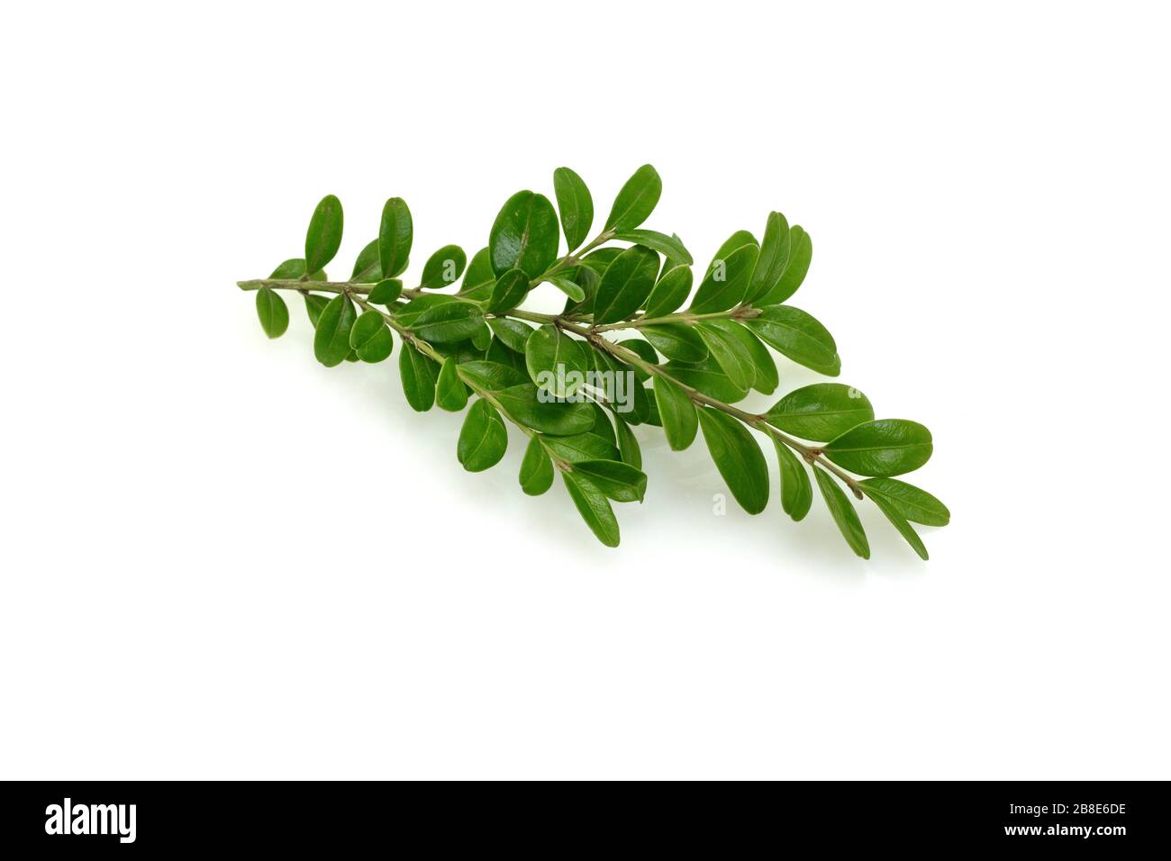 Boxwood branch on a white background isolated Stock Photo - Alamy